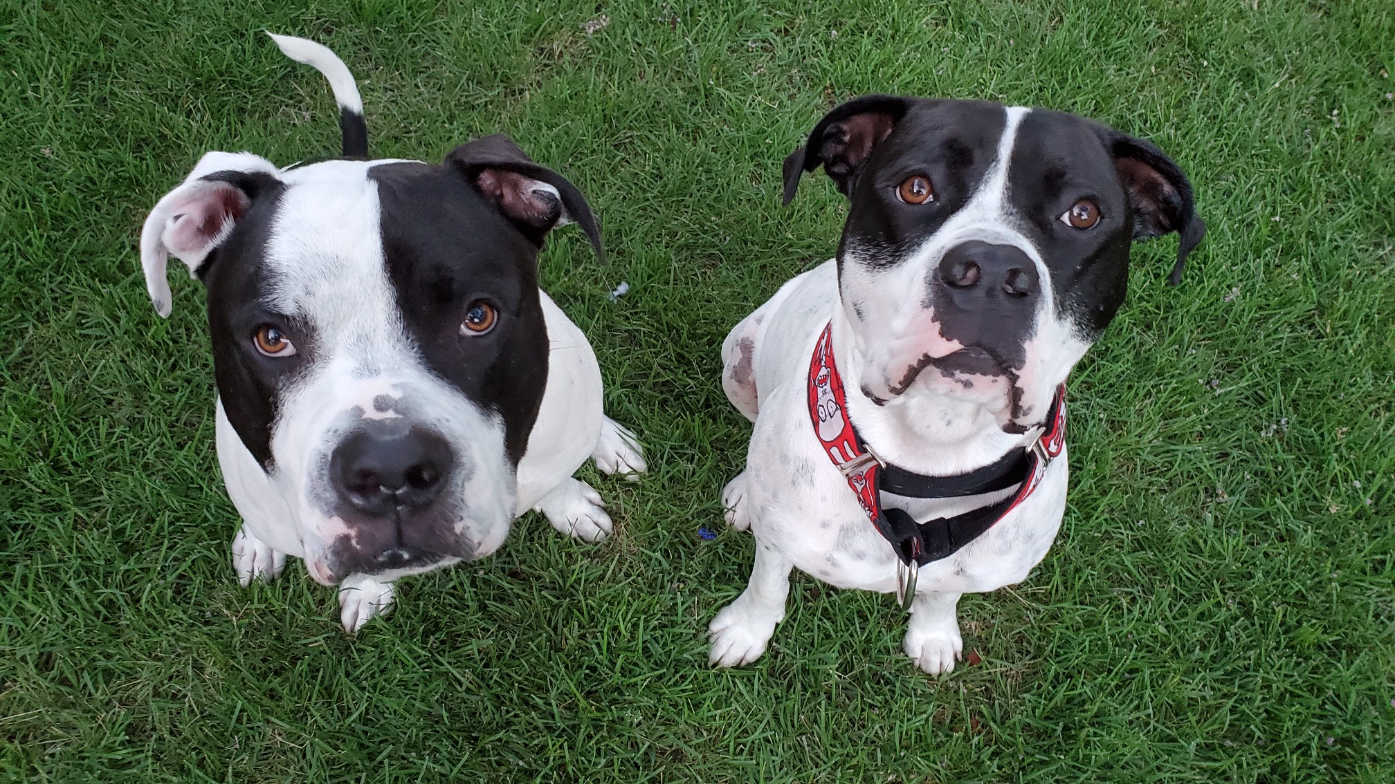 ADOPTED: Bruno Found His Forever Home! | Texas Humane Heroes