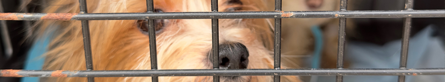 Adopt-a-Kennel | Texas Humane Heroes