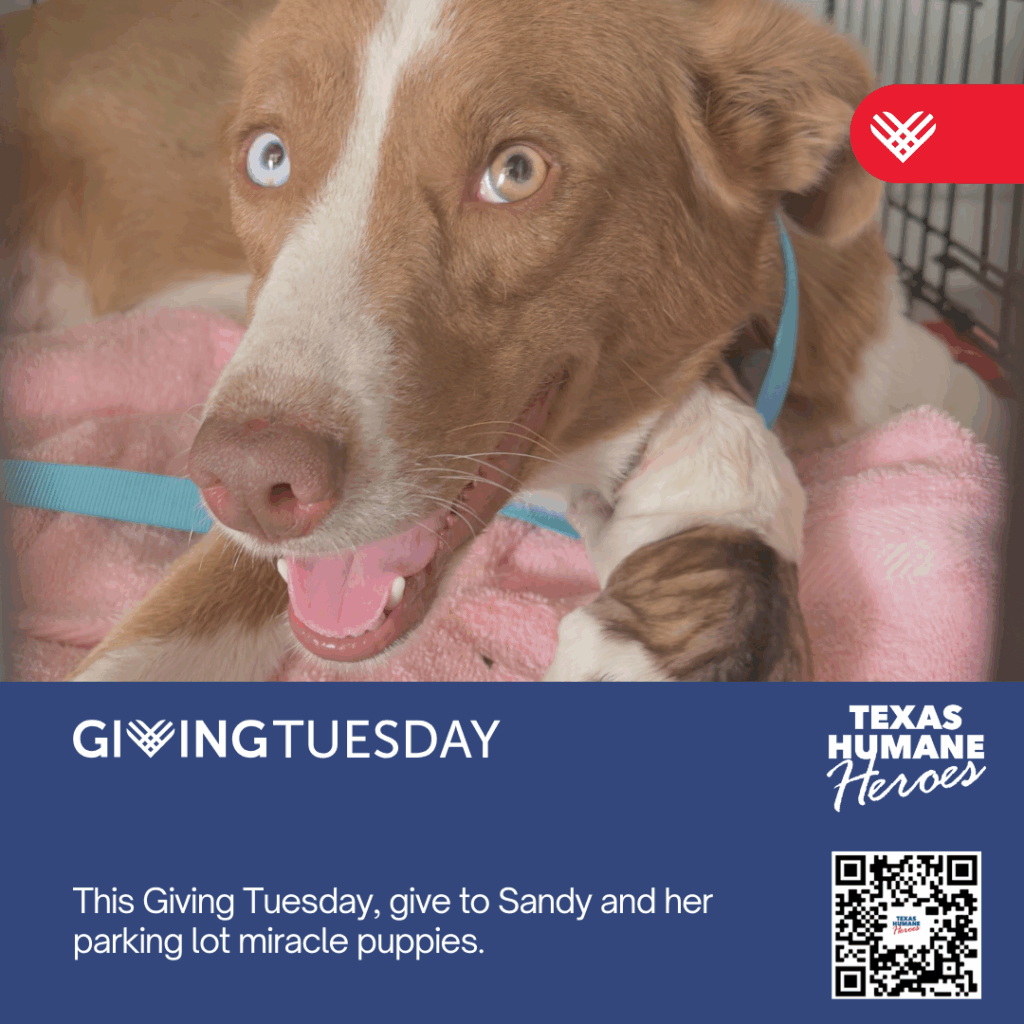 | Texas Humane Heroes